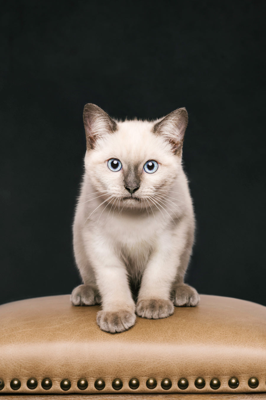Pets Point
